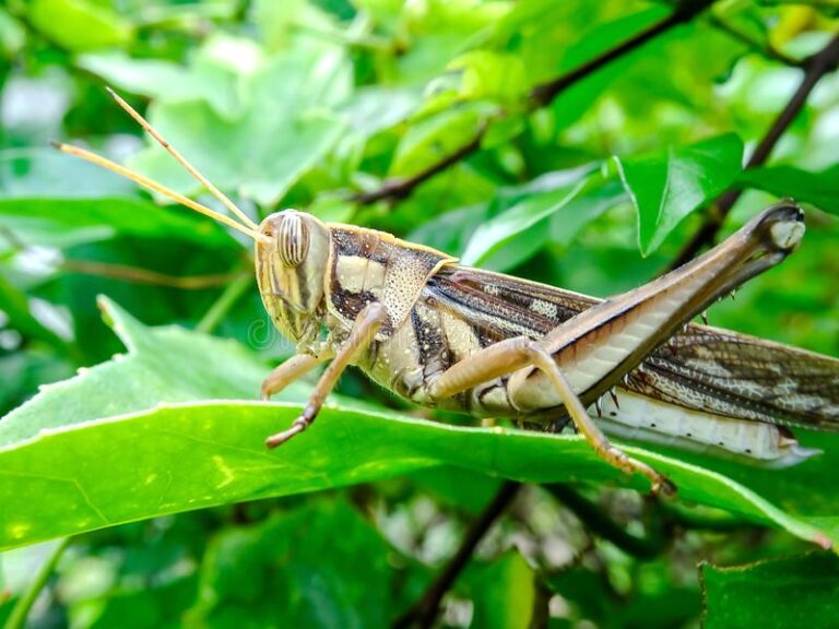 Explained: Locust Invasion - The Commune