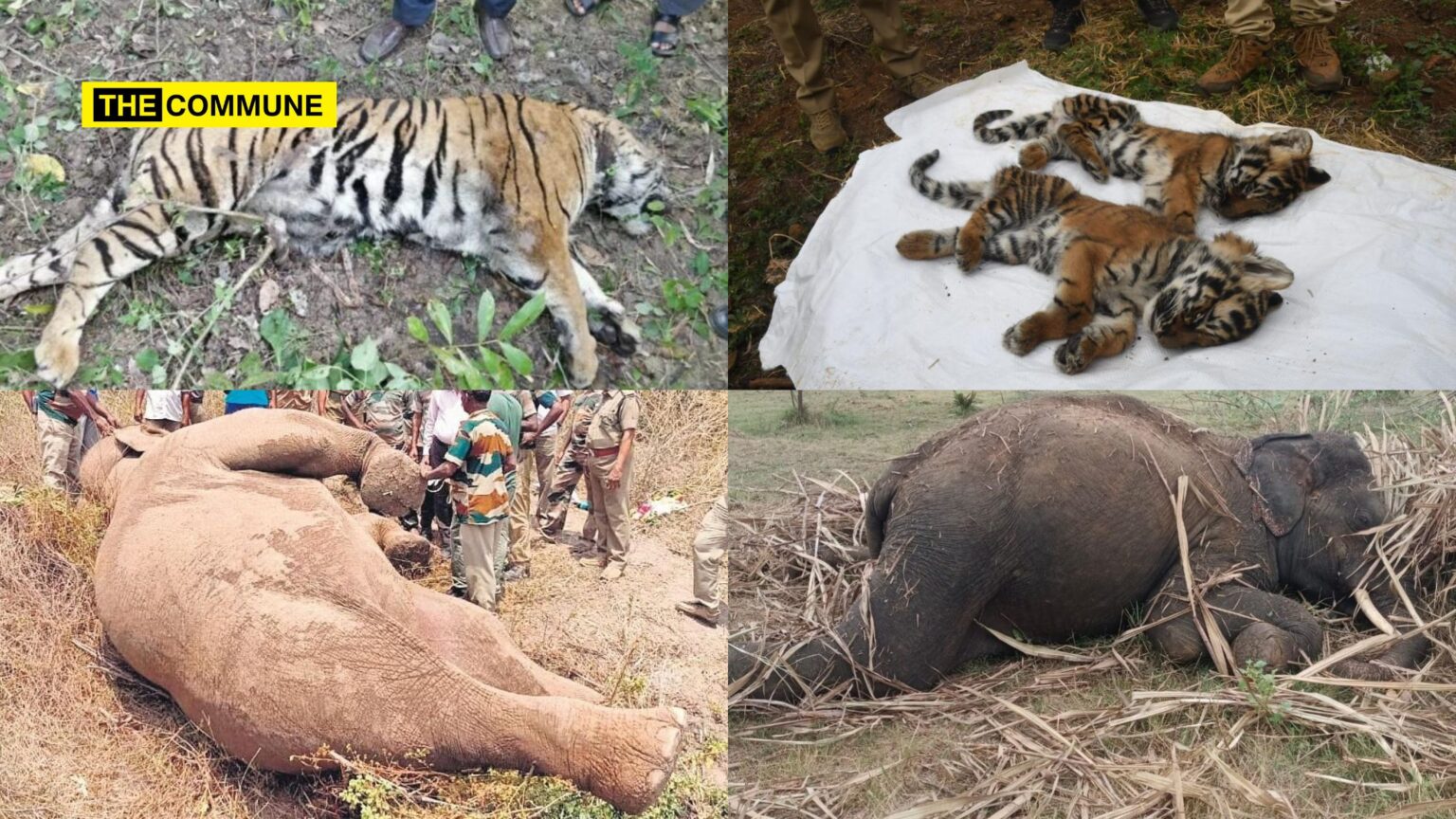 Alarming Rate Of Tiger And Elephant Deaths In Tamil Nadu That No ...