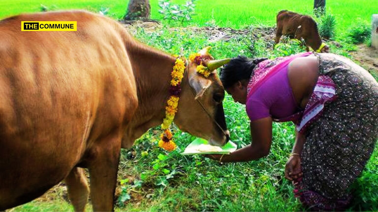 The Sacred Cow In Tamil Culture: A Symbol Of Reverence, Rituals, And ...