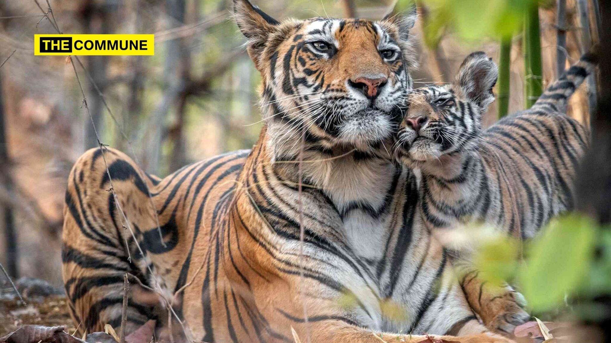 India’s Tiger Population Rises To 3682, Doubles Since 2006