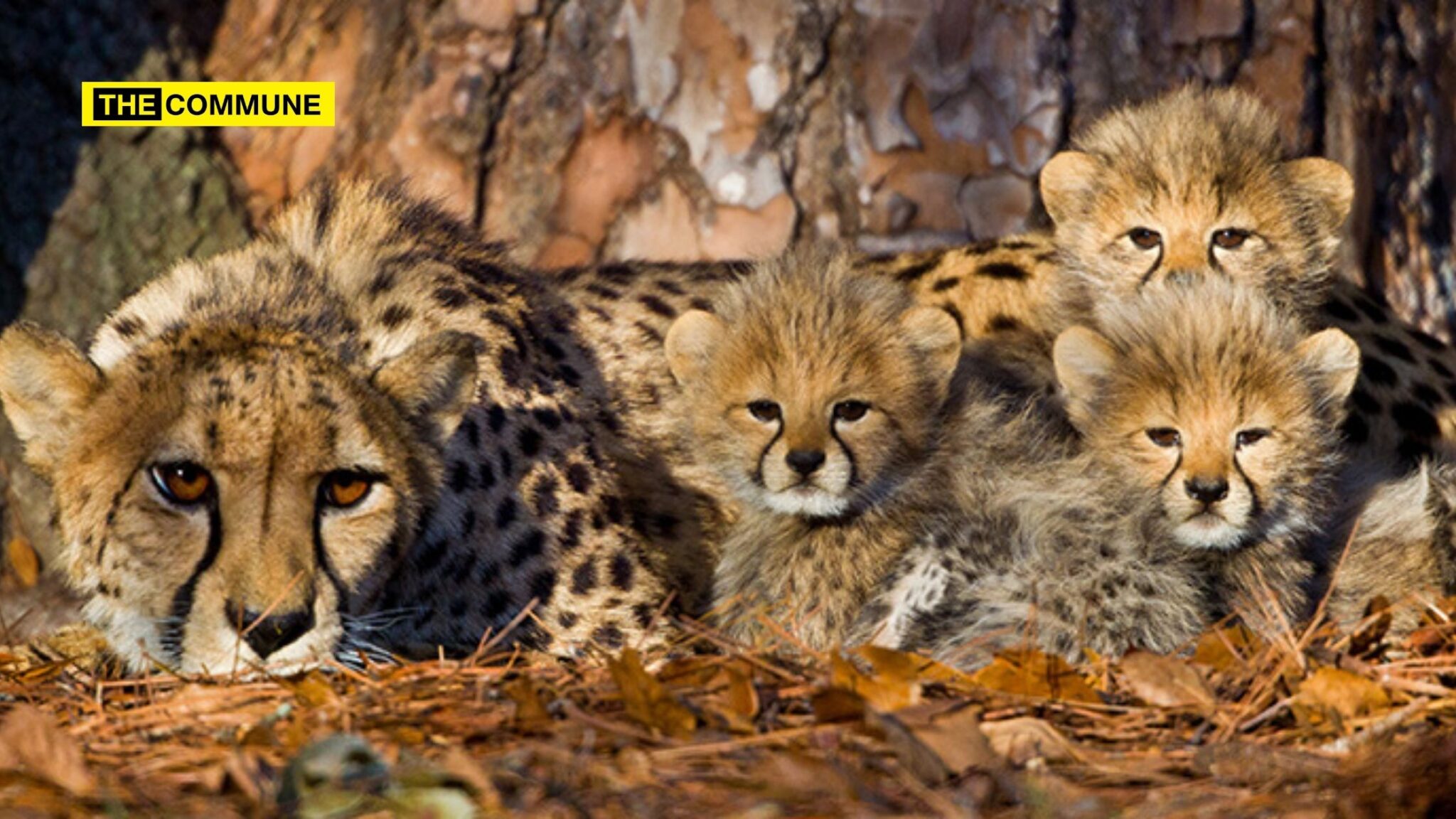 MP: African Cheetah Neerva Gives Birth To Cubs, 5th Successful Delivery ...