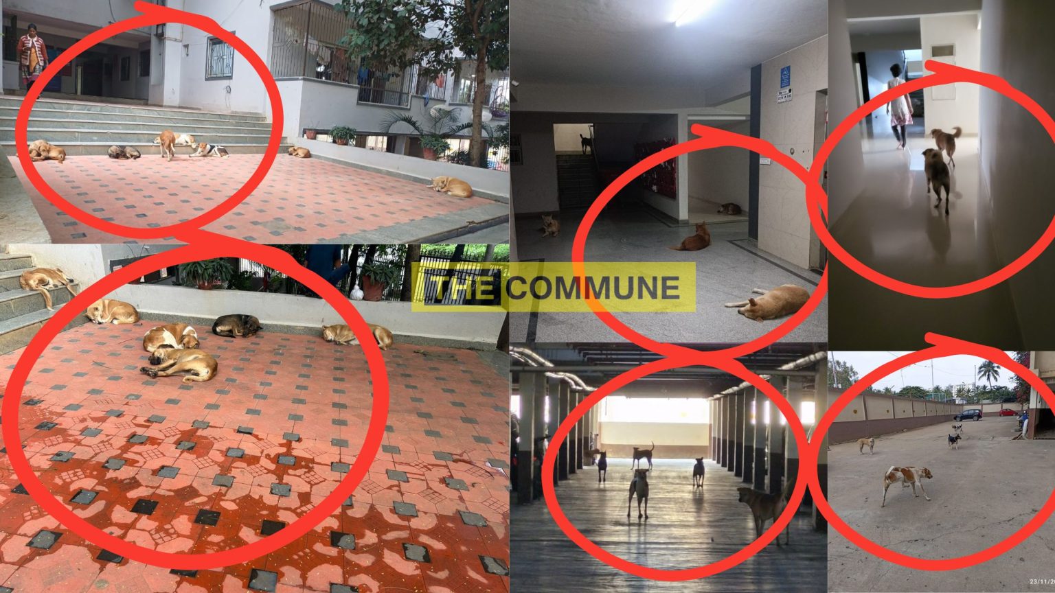 How A Self-Styled 'Animal Activist' Has Turned Bengaluru's Sun City ...